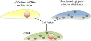Cytoplasmic hybrid (Cybrid)-applications and limitations...