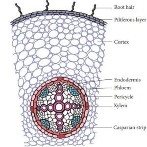 dicot root Internal structure - Best Biology Notes,...