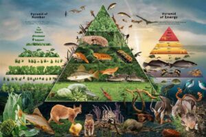 Food chain, food web and ecological pyramids