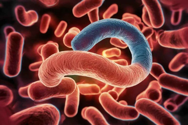 Haemophilus influenzae-Satellitism test for identification