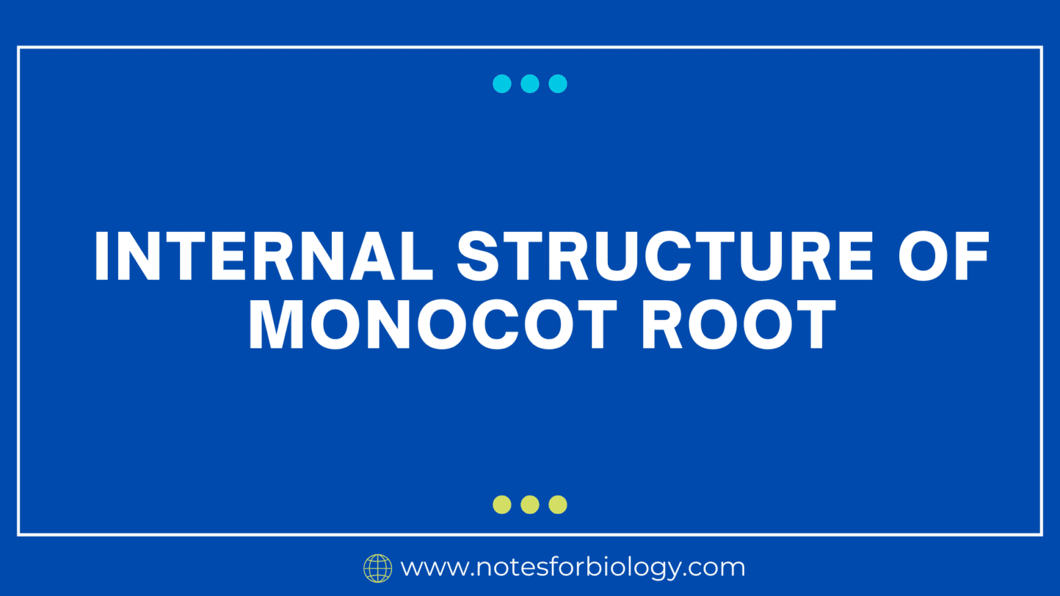 Monocot root of Internal structure