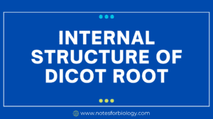 dicot root Internal structure - Best Biology Notes,...