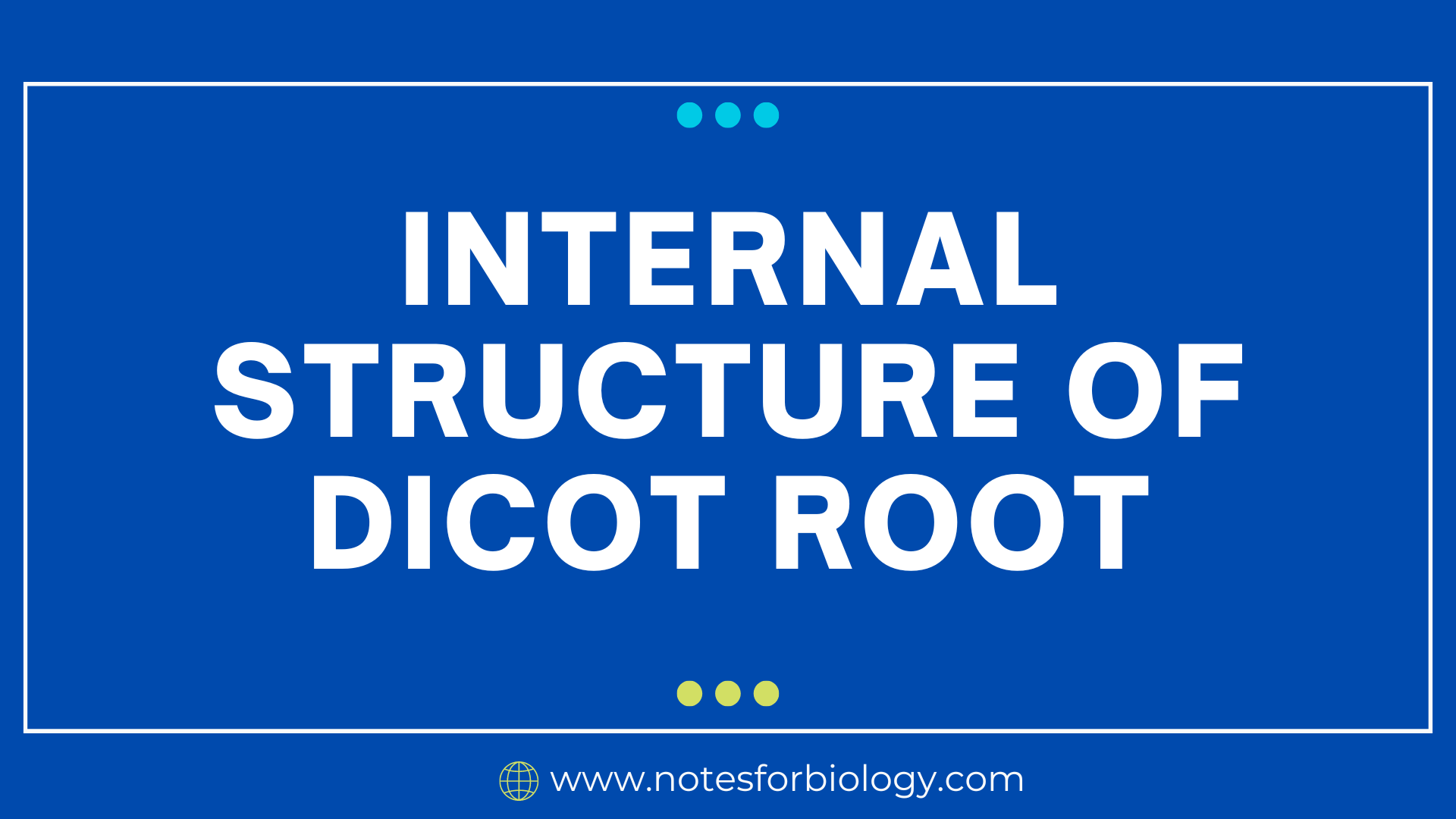 dicot root Internal structure - Best Biology Notes,...