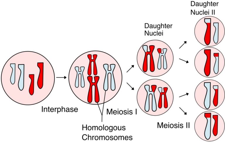 Gametogenesis in Plants: Sporogenesis and Gametogenesis