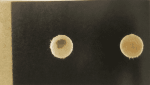 Microdase (Modified Oxidase) test: Principle, Procedure...