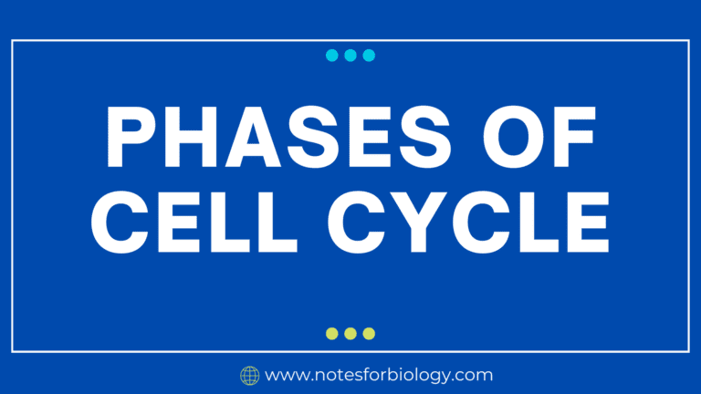 Cell cycle Phases- Best Biology Notes, Reference,...