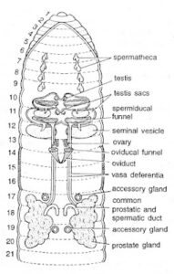 Reproductive system of Earthworm