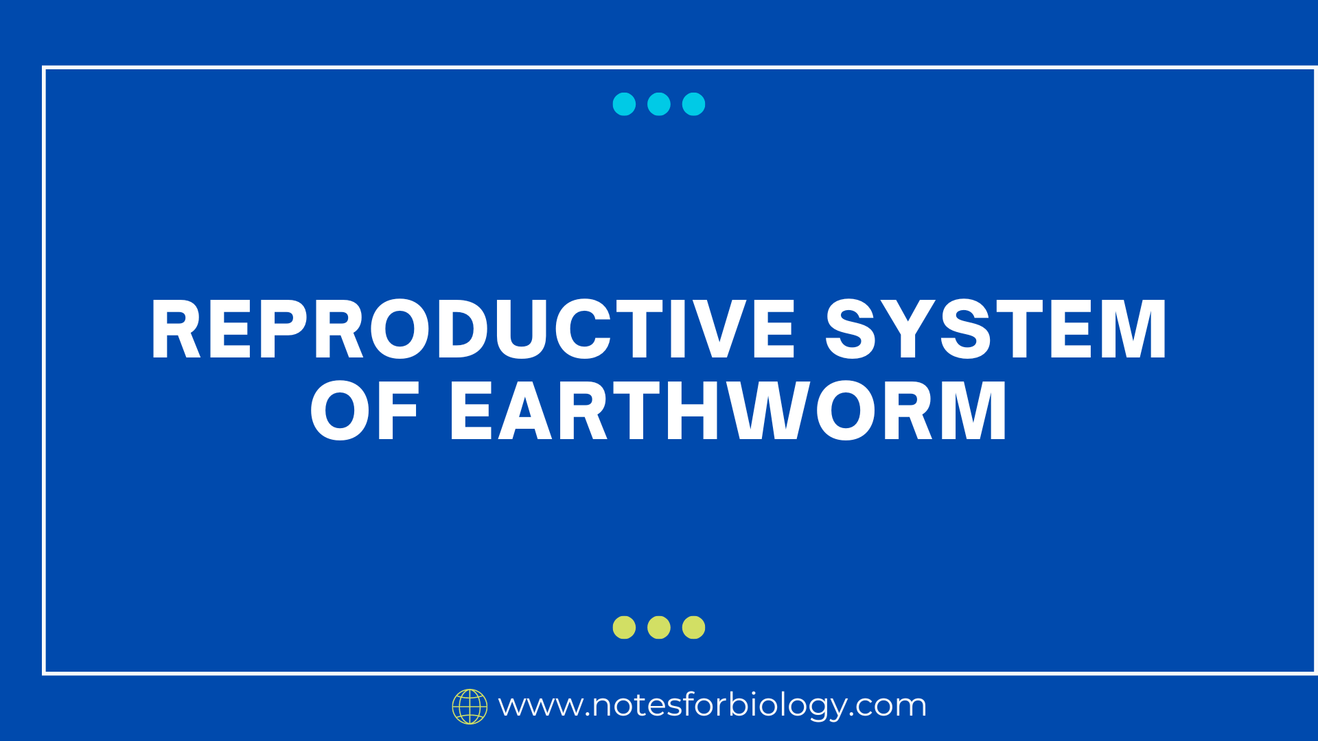 Reproductive system of Earthworm
