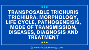 Trichuris trichiura: Morphology, life cycle,...
