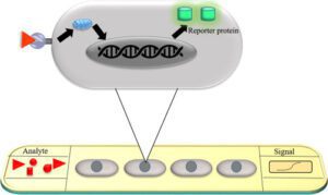 Biosensors: Components, Working principle and Types