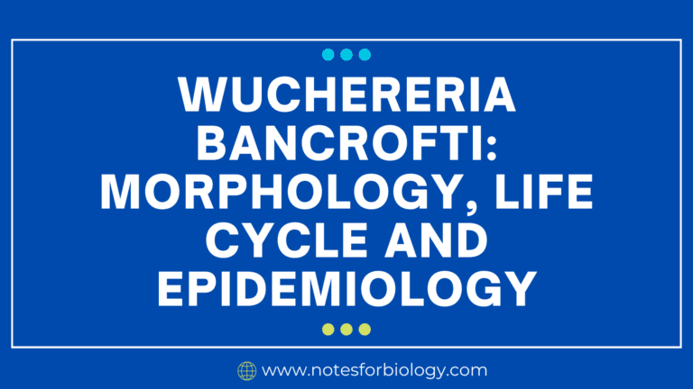 Wuchereria bancrofti: Morphology, life cycle and...
