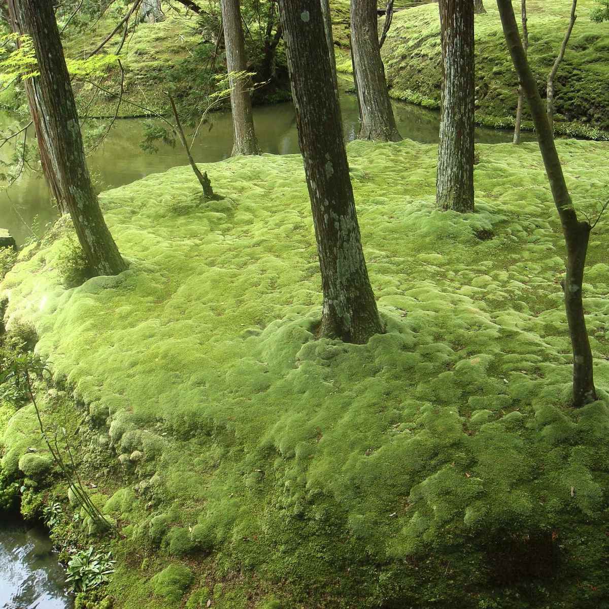 Gametogenesis in Plants: Sporogenesis and Gametogenesis