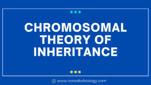 Chromosomal theory of inheritance - Best Biology Notes,...