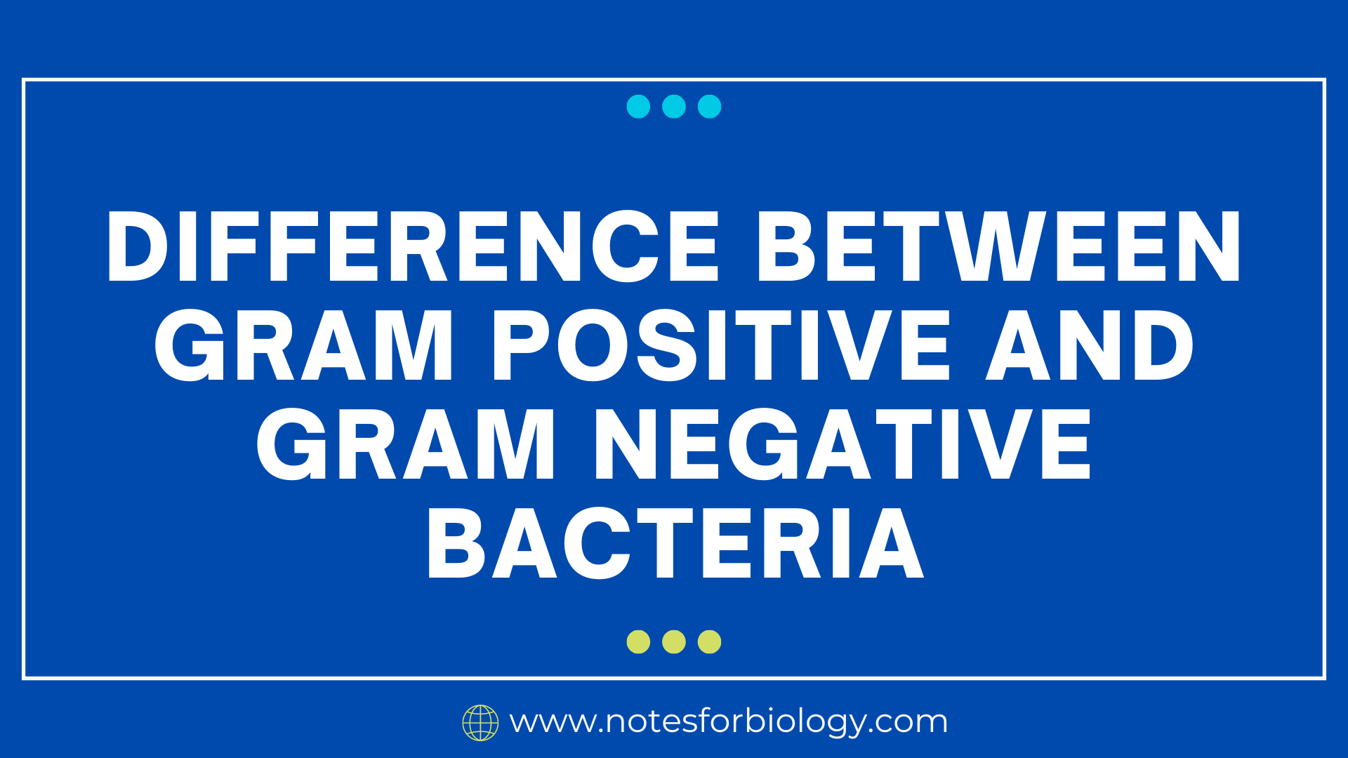 Gram positive and Gram negative bacteria differences, Best B