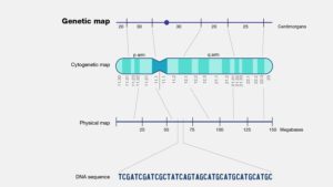Three point test cross: gene order, map distance,...