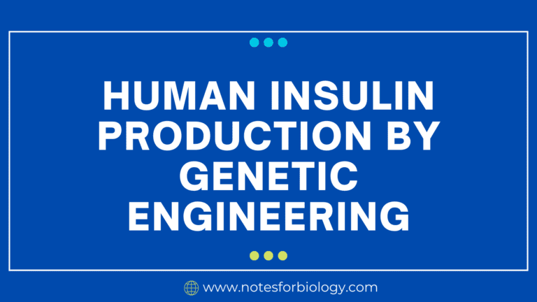 Human insulin production by genetic engineering - Best...