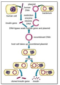 Human insulin production by genetic engineering - Best...