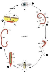Loa loa: Habitat, morphology, life cycle, pathogenesis,...