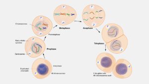 Mitosis: mitotic cell division, stages and significance