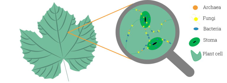 Phyllosphere Microbiology - Best Biology Notes,...