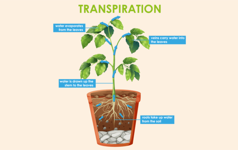 Transpiration in plants: Types, Mechanism