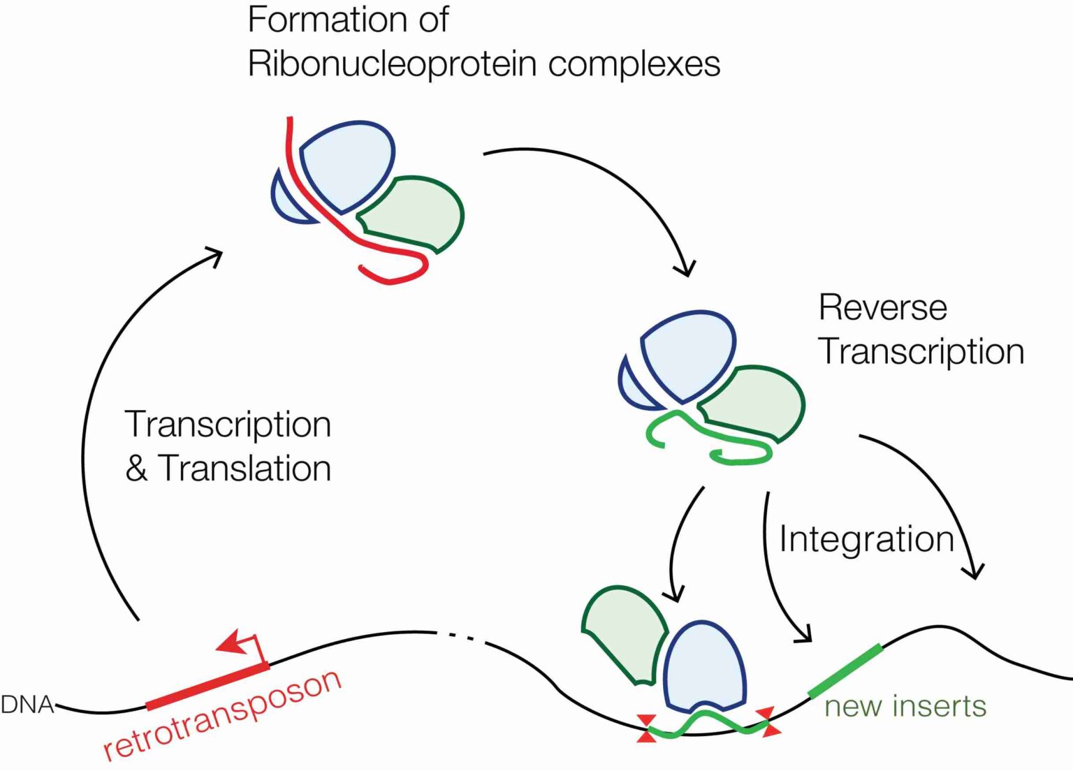 Transposable elements: characteristics and mechanisms of...
