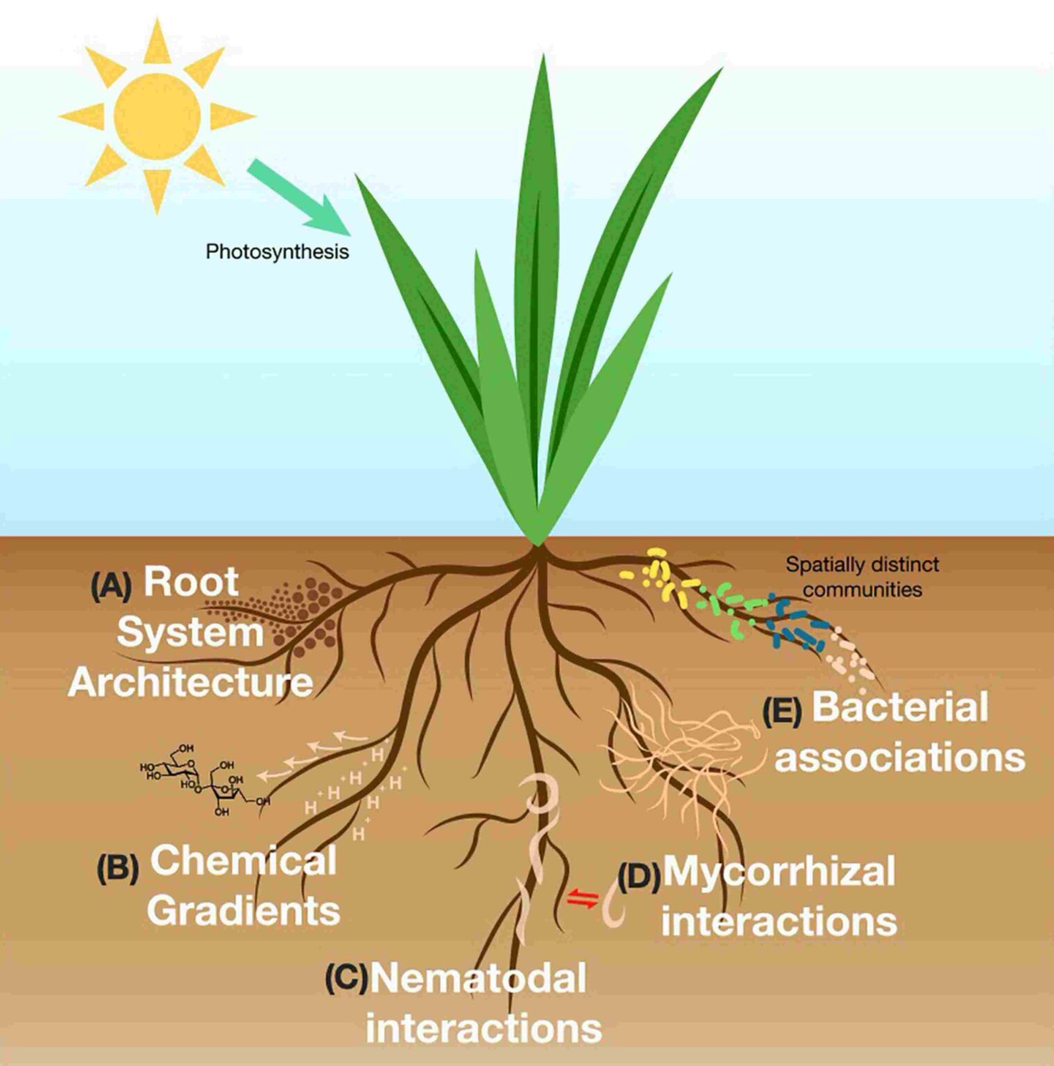 Rhizosphere and Phyllosphere Differences - Best Biology