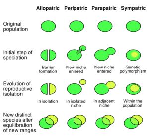 Speciation: Causes, Process, Types and Examples