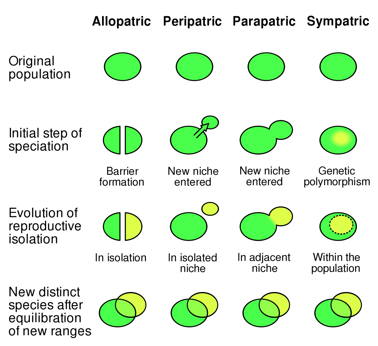 Speciation: Causes, Process, Types and Examples Speciation: Causes, Process, Types and Examples