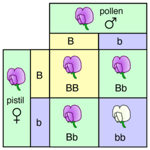 Pea plant selection, Reasons for Mendel's success Mendel's G