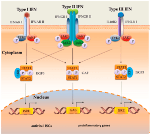 Interferons (IFNs): types, mode of action and effects