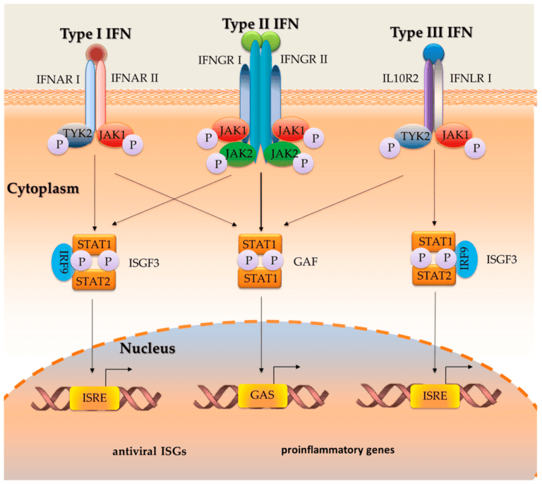 Interferons (IFNs): types, mode of action and effects