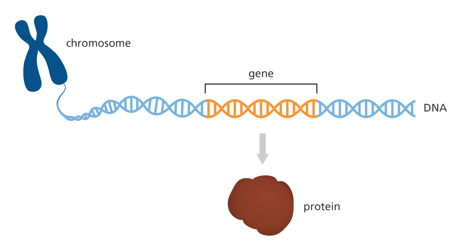 Mendelian genetics Terminology - Best Biology...