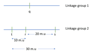 Three point test cross: gene order, map distance,...