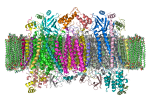 Oxidase test: Principle, Procedure, Result interpretation...