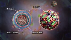 Dengue virus: structure, serotypes and mode of..