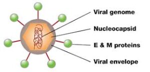Dengue virus: structure, serotypes and mode of..