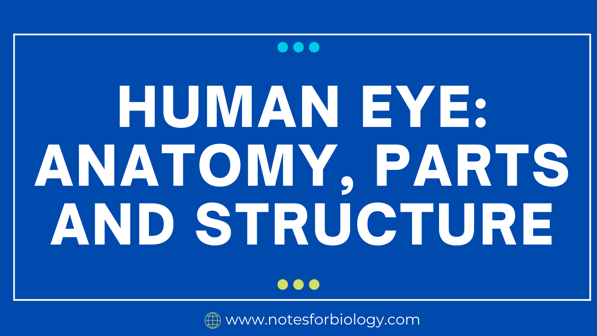 Human Eye: Anatomy, parts and structure - Best Biology...