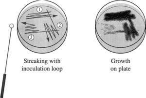 Methyl red test: objective, principle, procedure and...