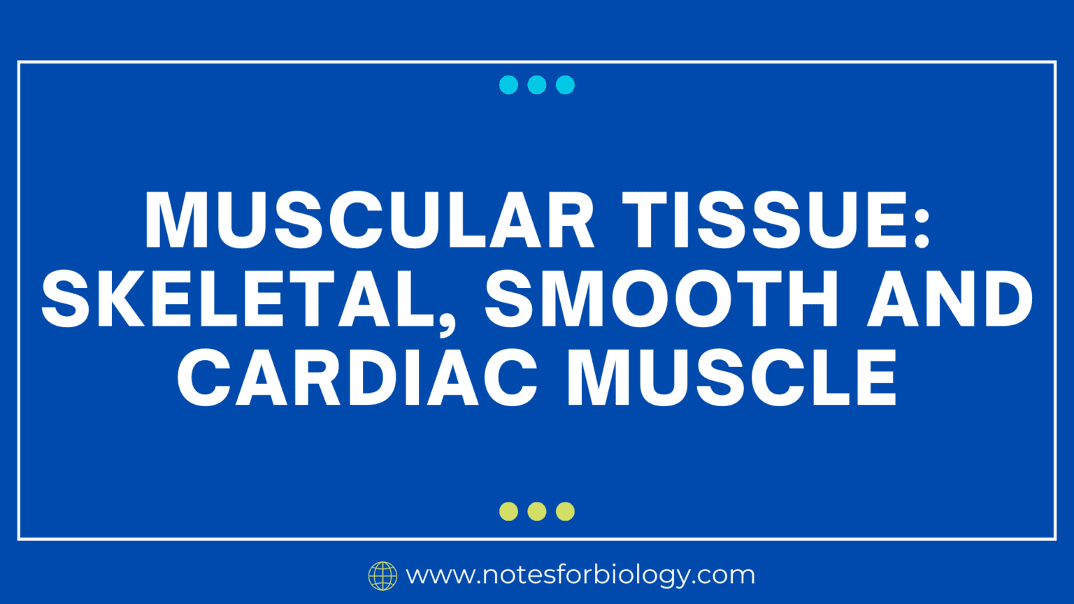 Muscular tissue: skeletal, smooth and cardiac muscle