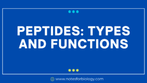 Peptides: Types and functions - Best Biology Notes,...
