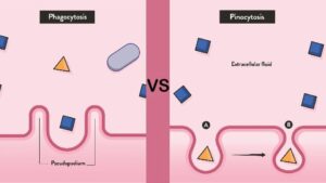 Phagocytosis or Phagocytic barrier of immune system