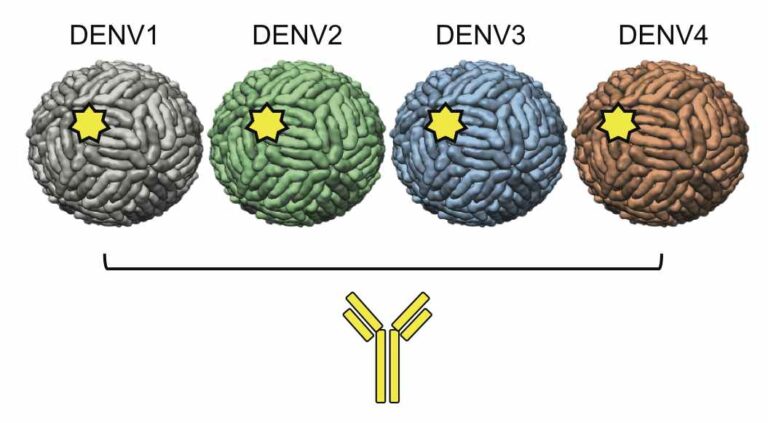 Dengue virus: structure, serotypes and mode of..