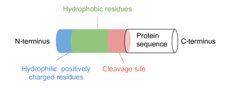 Peptides: Types and functions - Best Biology Notes,...