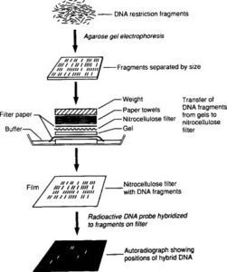 Southern Blotting: principle, procedure and application