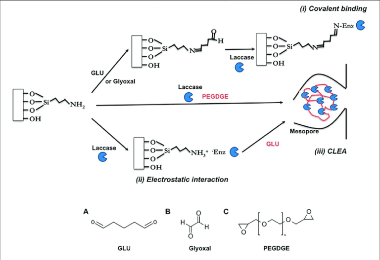 Enzyme Immobilization - Best Biochemistry Notes