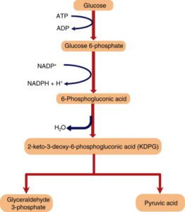 Entner-Doudoroff (ED) pathway - Best Biology Notes
