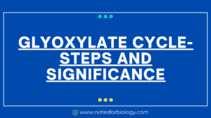 Glyoxylate cycle-steps and significance - Best Biology Notes