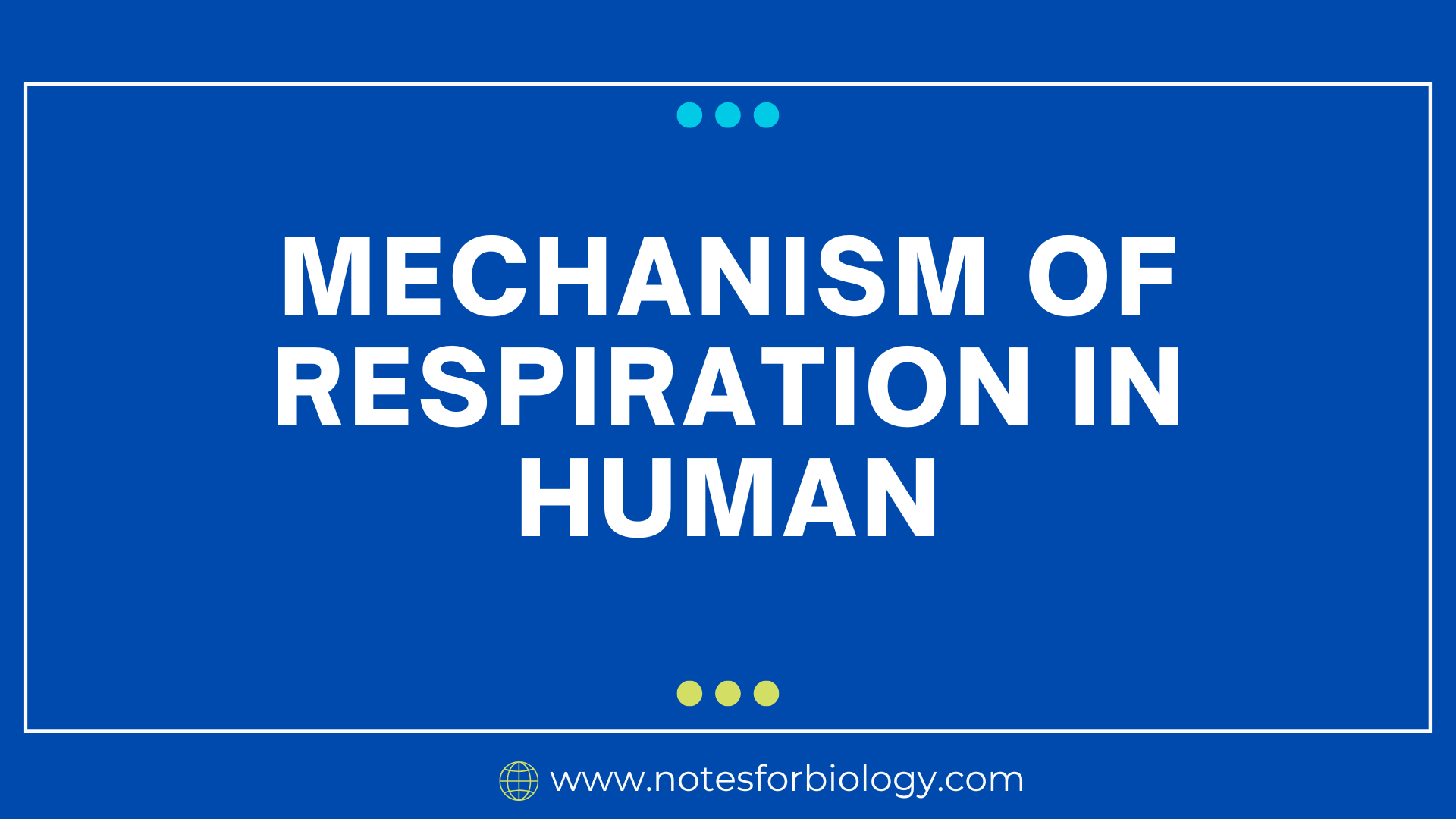 Mechanism of respiration in Human - Best Biology Notes