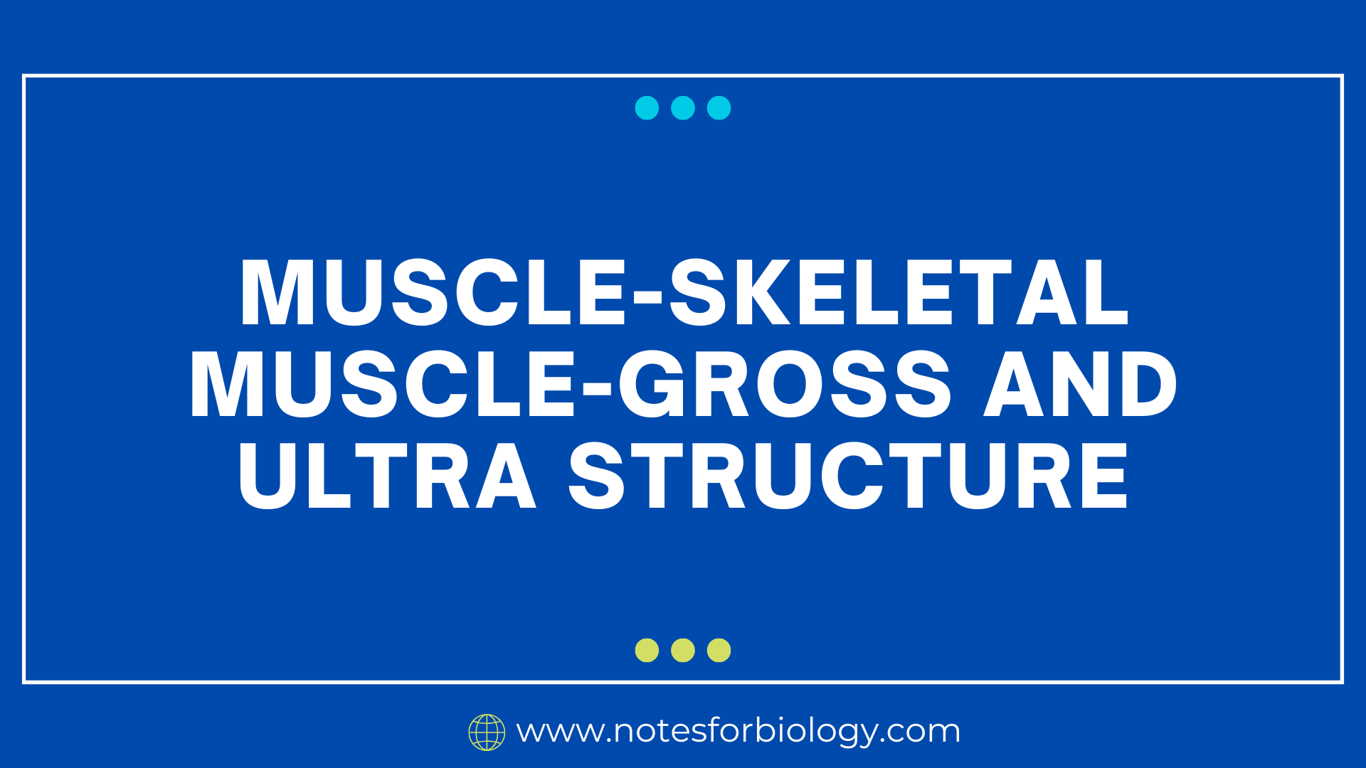 Muscle-Skeletal Muscle-Gross and Ultra Structure best notes